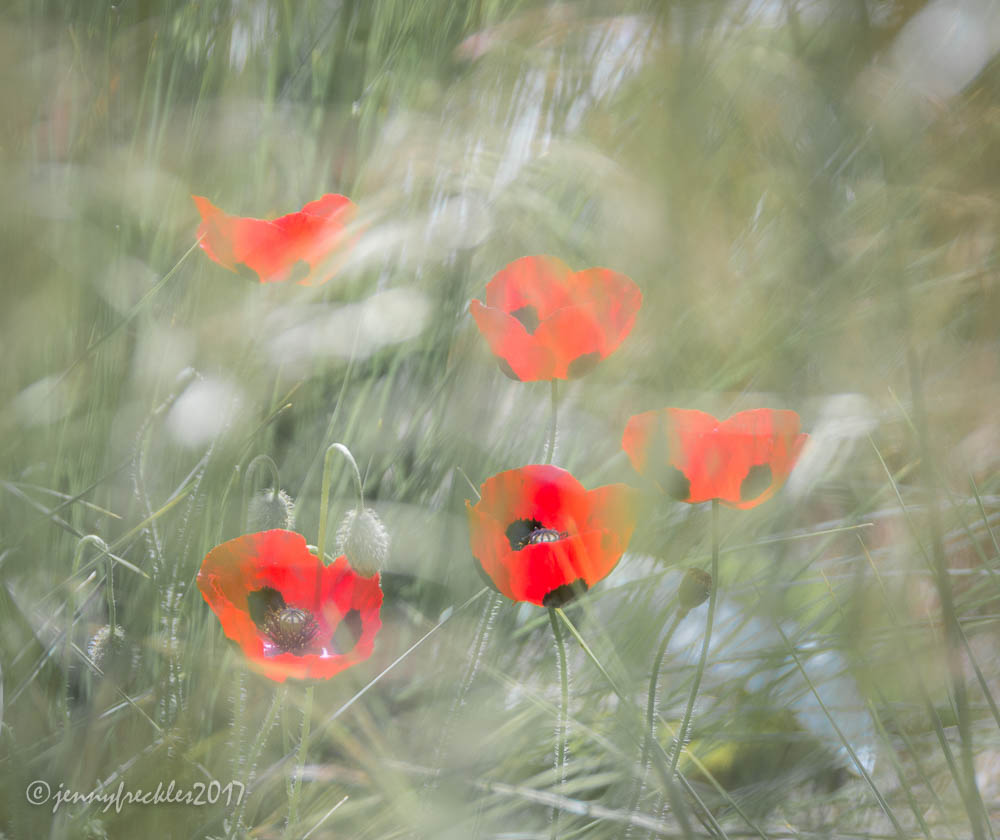 Saltaire Daily Photo: Red poppies