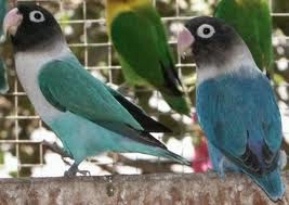 A Internacional Pássaros: Agapornes