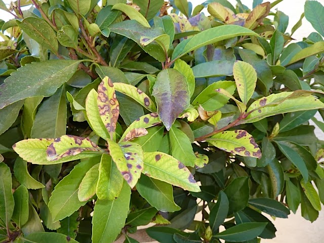 Xtremehorticulture of the Desert: Brown Spots Probably Disease Problem ...