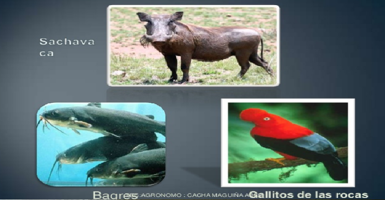 Ecorregión selva alta : CONOCIENDO LA SELVA DEL PERÚ