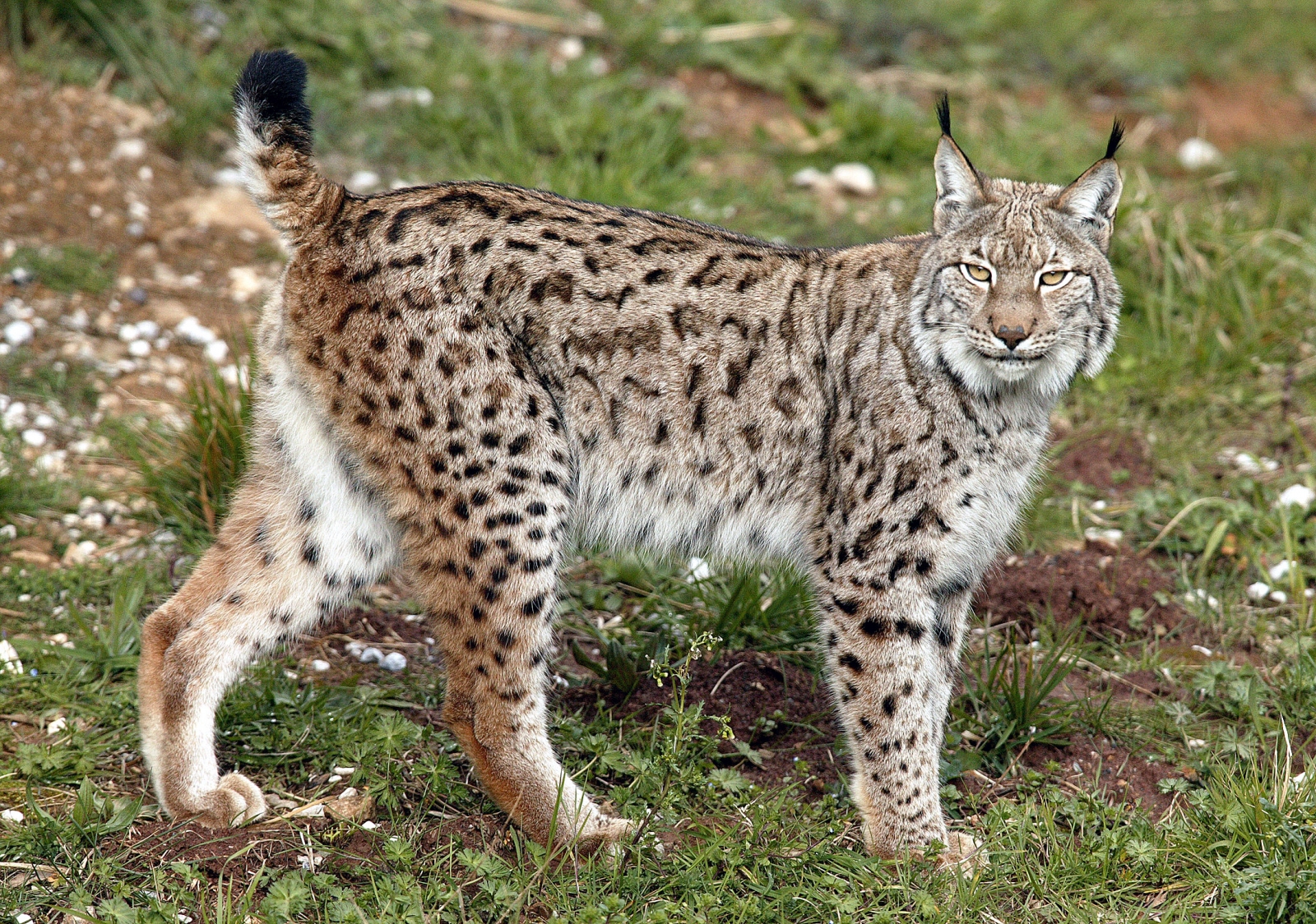 Abe's Animals: Lynx species (Alive)