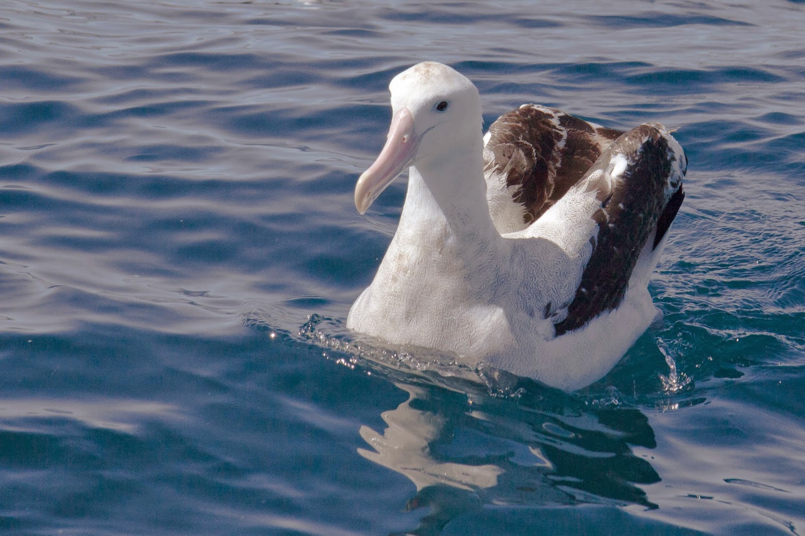 Birding Axarquia: New Zealand - Part 8: Albatrosses