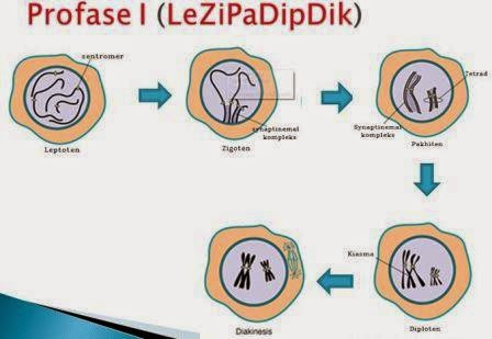 Pembelahan Meiosis