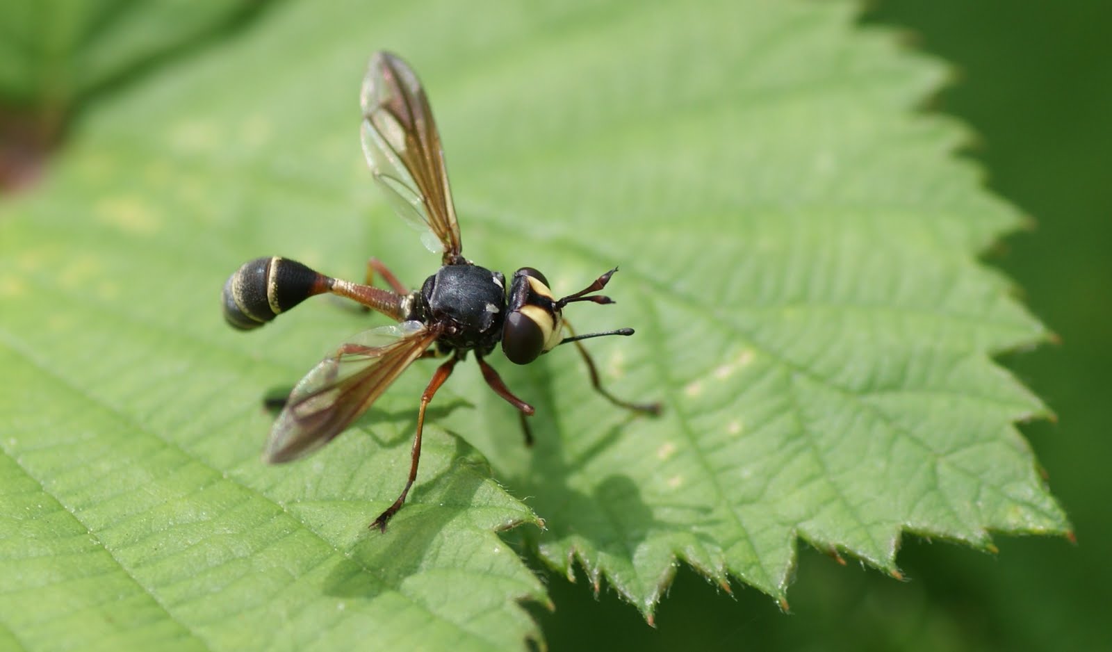 Bedfordshire Wild!: Bees Bee-ware!