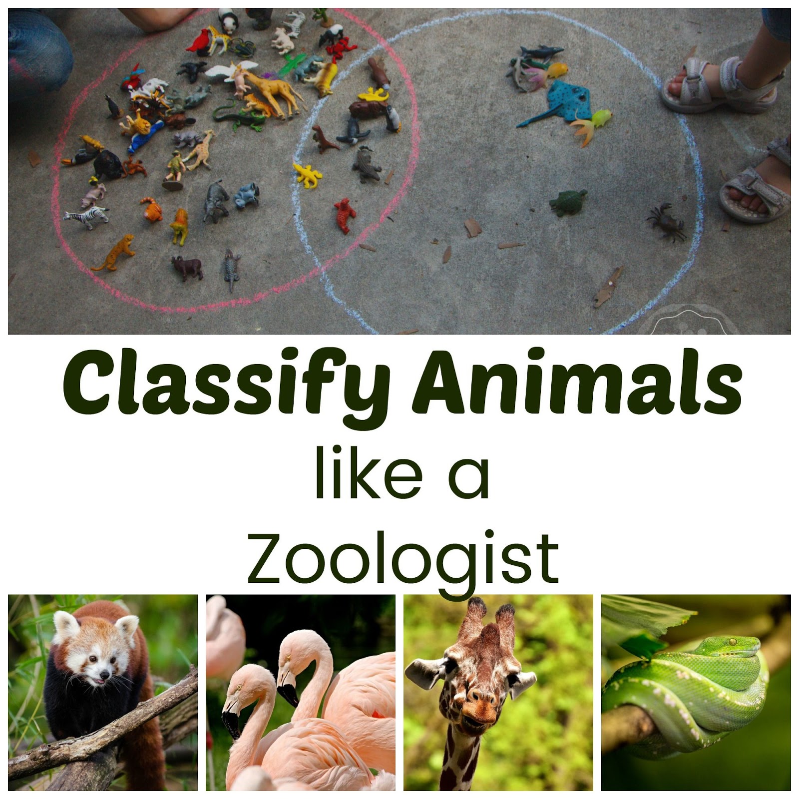 Learn About Animal Classification with the Community Helper for Z ...