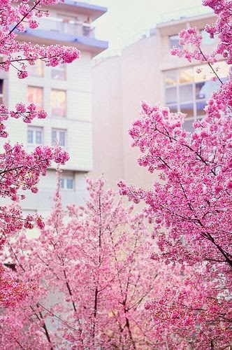 pontos de interesse: Tons de rosa / Pink shades
