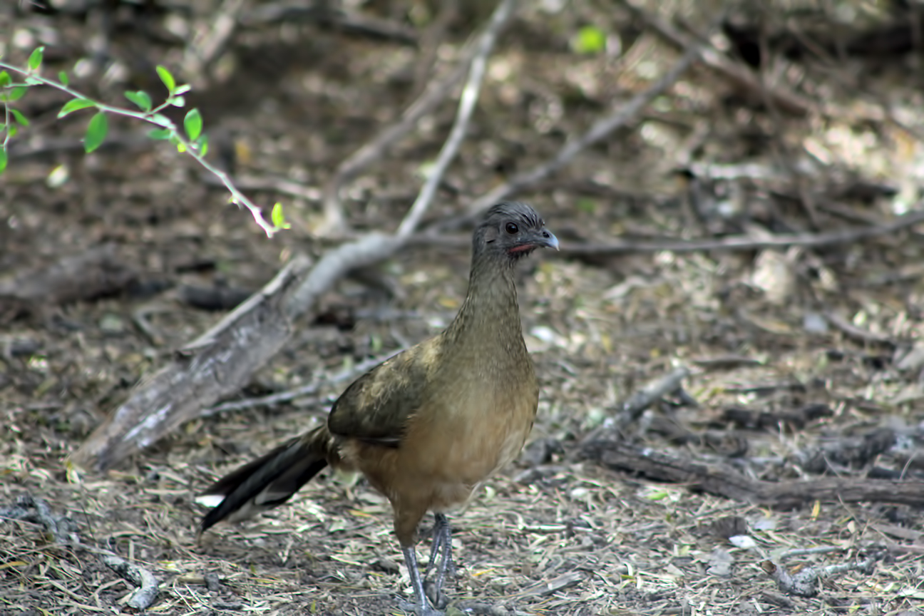 Birding Is Fun!: Plain Chachalaca