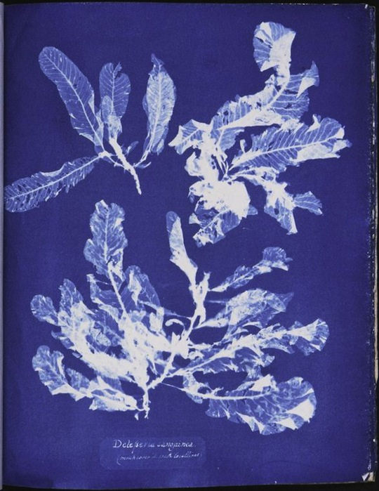 Anna Atkins, Cyanotype Pioneer