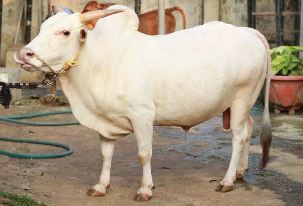 நம் நாட்டு மாடுகள் (BULL AND COW)