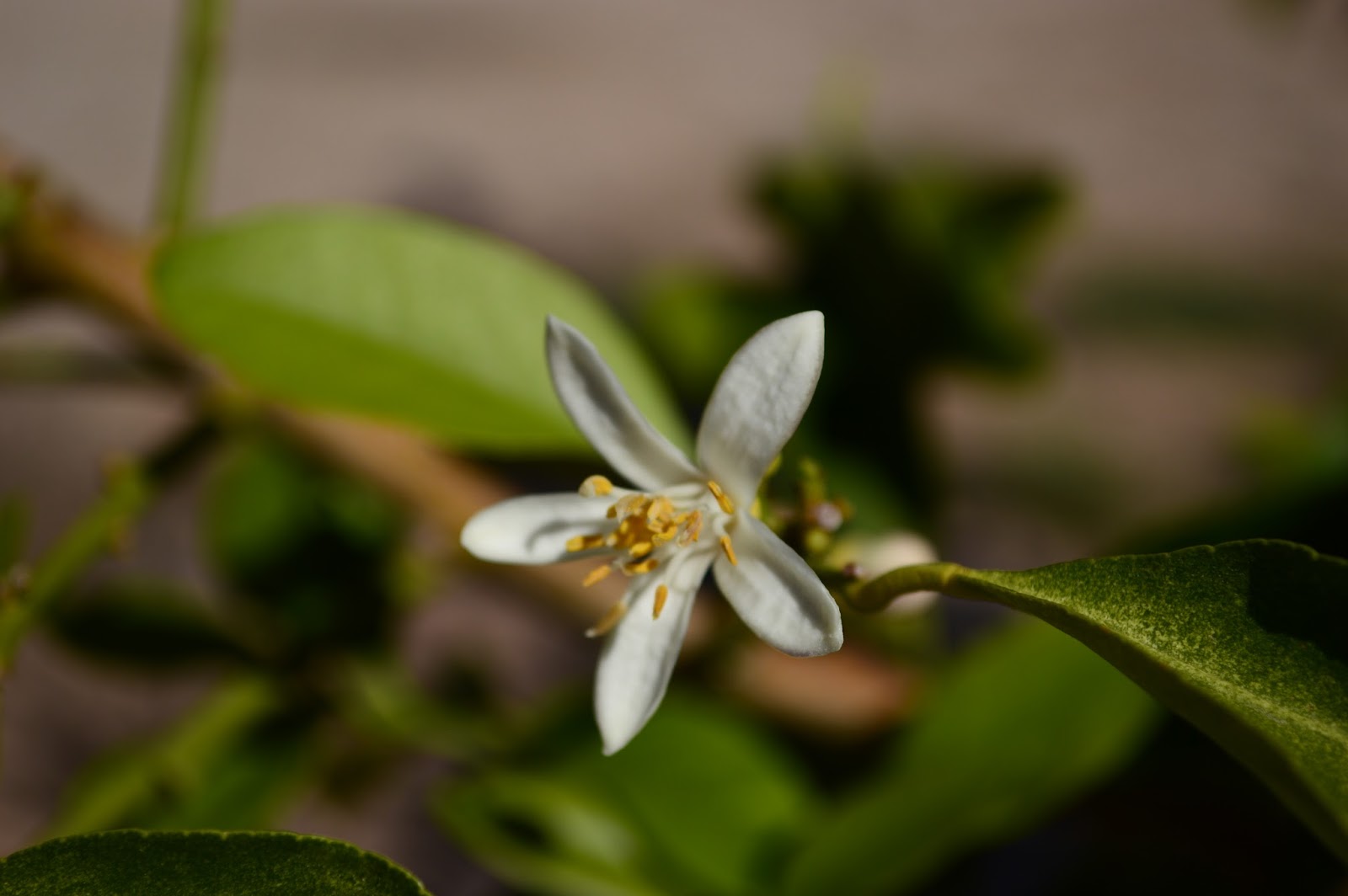 A Small, Sunny Garden: Lemon Blooms in August