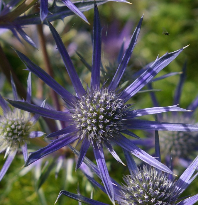 John Grimshaw's Garden Diary: Views and close-ups from the cottage garden