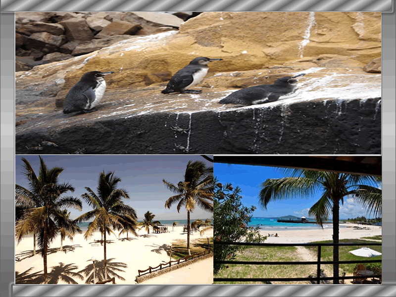 Lugar turístico Ecuatoriano: Flora y Fauna: Isla Santa Isabela-Ecuador