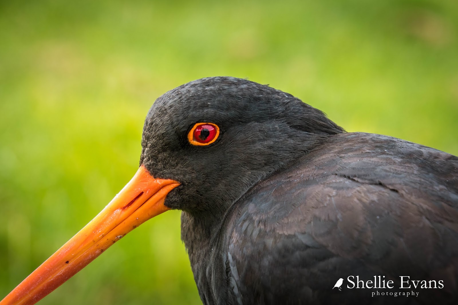 Two Go Tiki Touring: Perfect Puriri Bay- Part 2