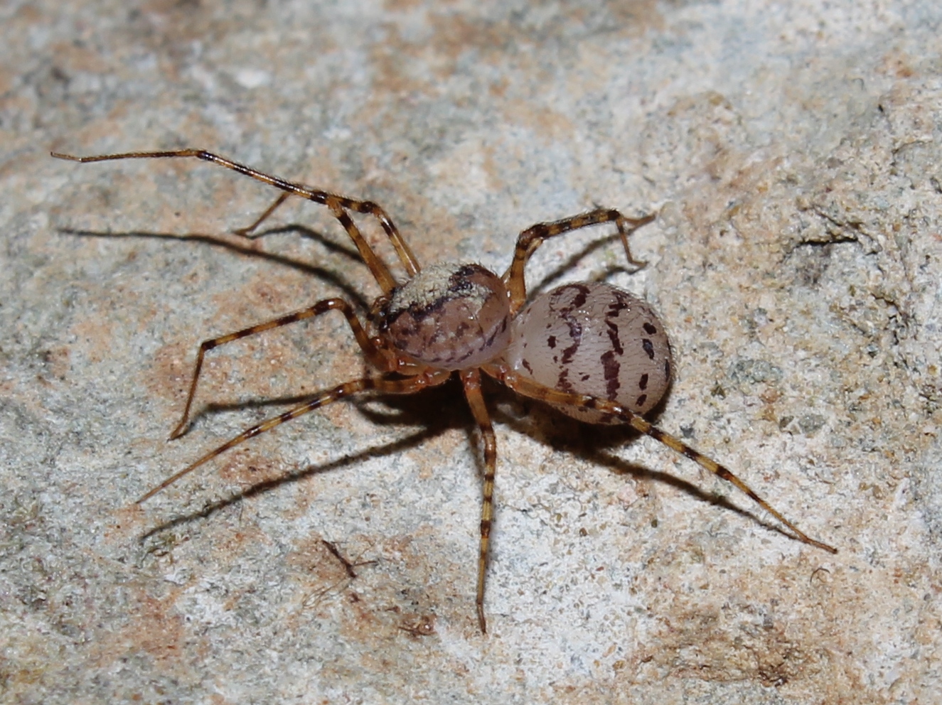 Biodiversity of Cyprus by NGO Protection of the Natural Heritage and ...