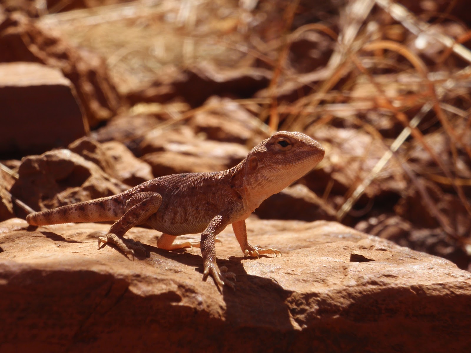 Travelling Around Australia in a Lemon: Kununurra to Karratha