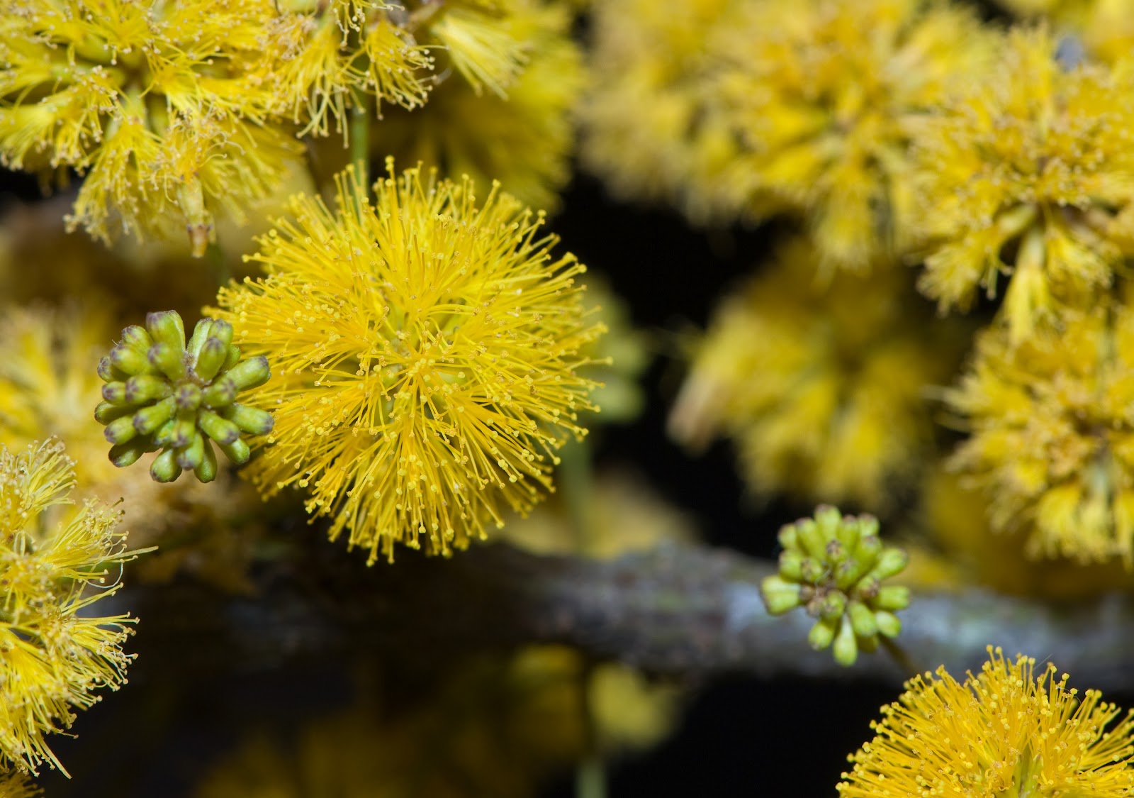 FOTOGRAFIAS DE LA FLORA AUTOCTONA DEL URUGUAY: ESPINILLO