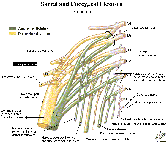 INFO BODY PARTS