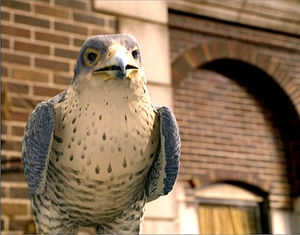 Abe's Animals: Stuart Little Falcon
