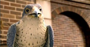Abe's Animals: Stuart Little Falcon