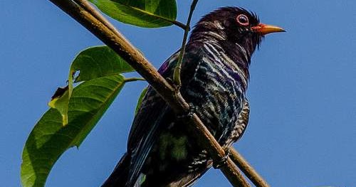Violet cuckoo photos | Birds of India | Bird World