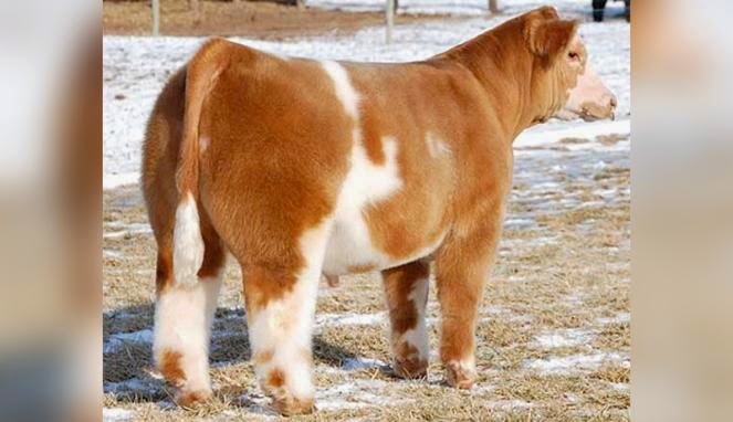 Unik: Jenis Sapi Ini Berbulu Halus, Lebat dan Lembut | Gemar Ternak dan ...