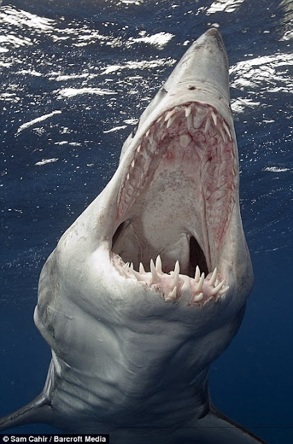 toyhaven: This is JAWS for real - as seen by Australian photographer ...