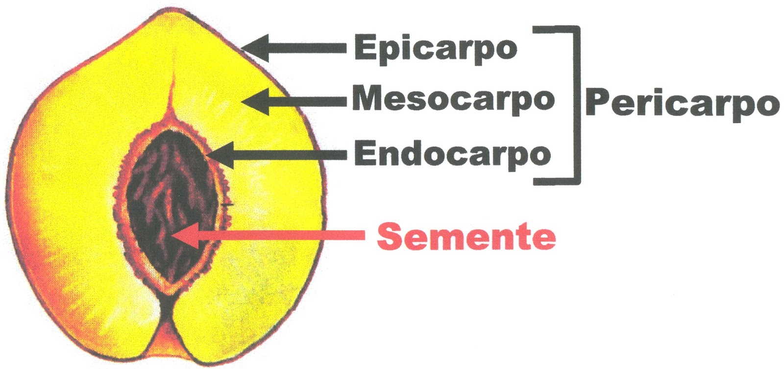 Frutas do Mundo: PERGUNTAS INTERESSANTES SOBRE AS FRUTAS