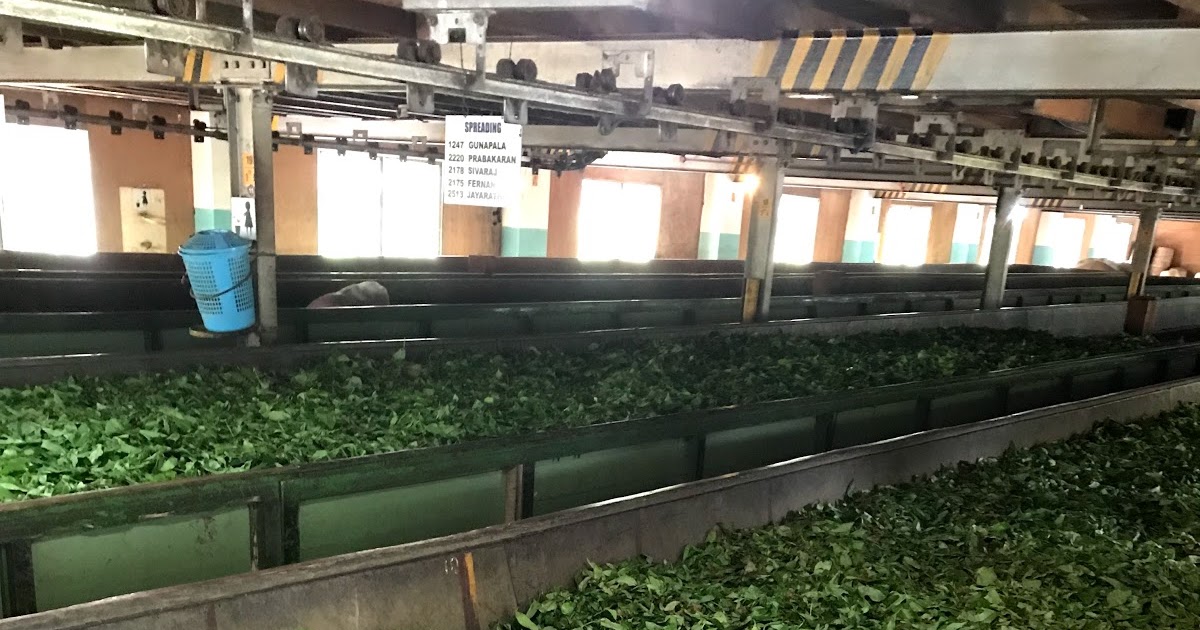 ごろごろ: ギラガマ紅茶園 Geragama Tea Factory