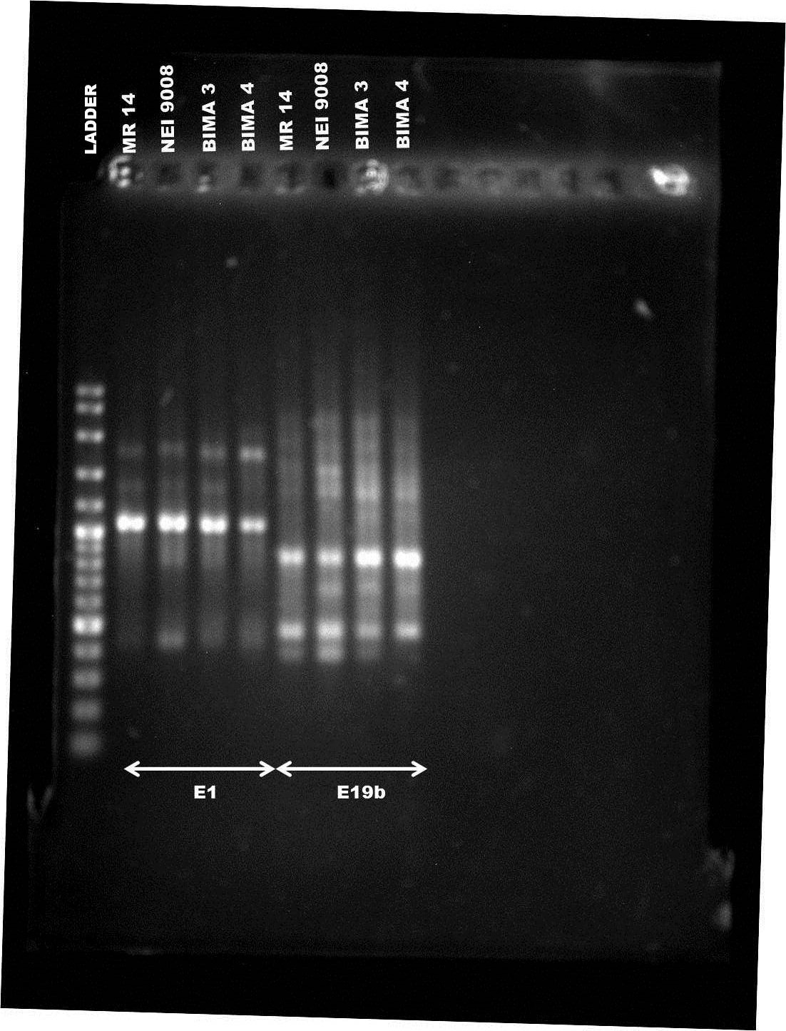 Isolasi DNA Tanaman Jagung dan Tahap Elektroforesis Menggunakan Penanda ...