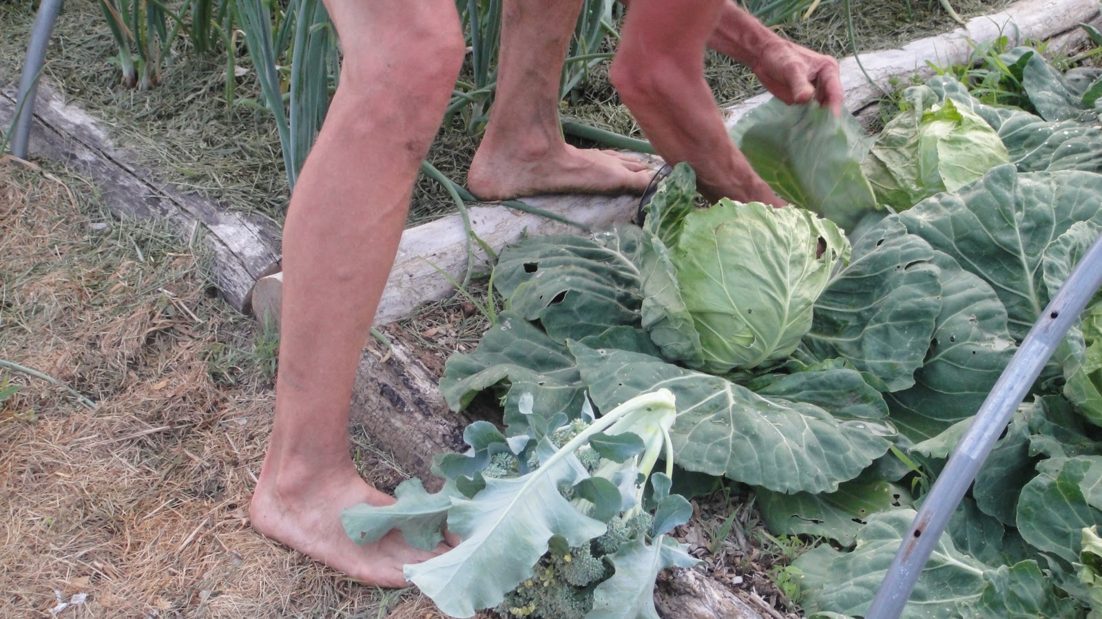 Barefoot Finds and Designs: What is Barefoot Farm????