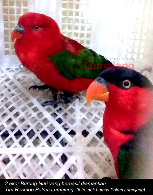 Gambar Burung Nuri Yang Dilindungi - Gambar Burung