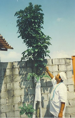 Ile Alaketu Ase Ibualamo: KOSI EWE KOSI OMI KOSI ORISA