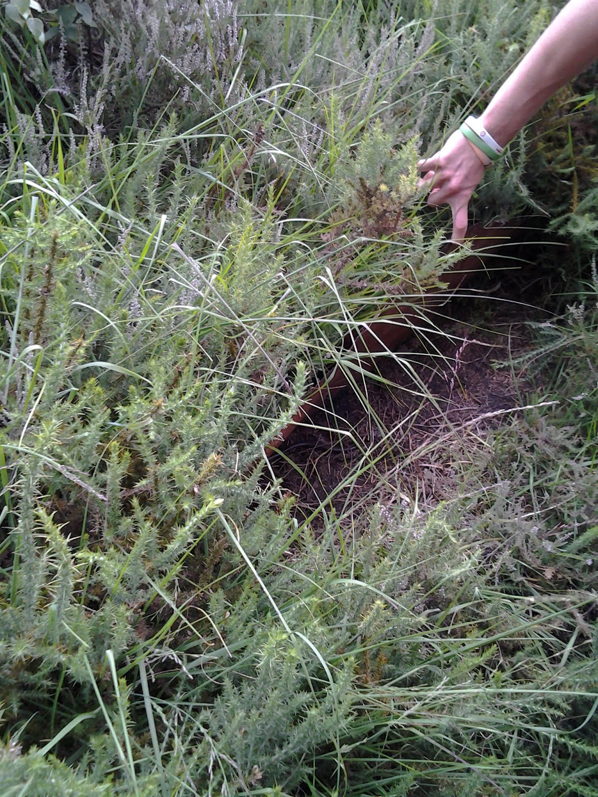 Primary Forest School: Slow Worms