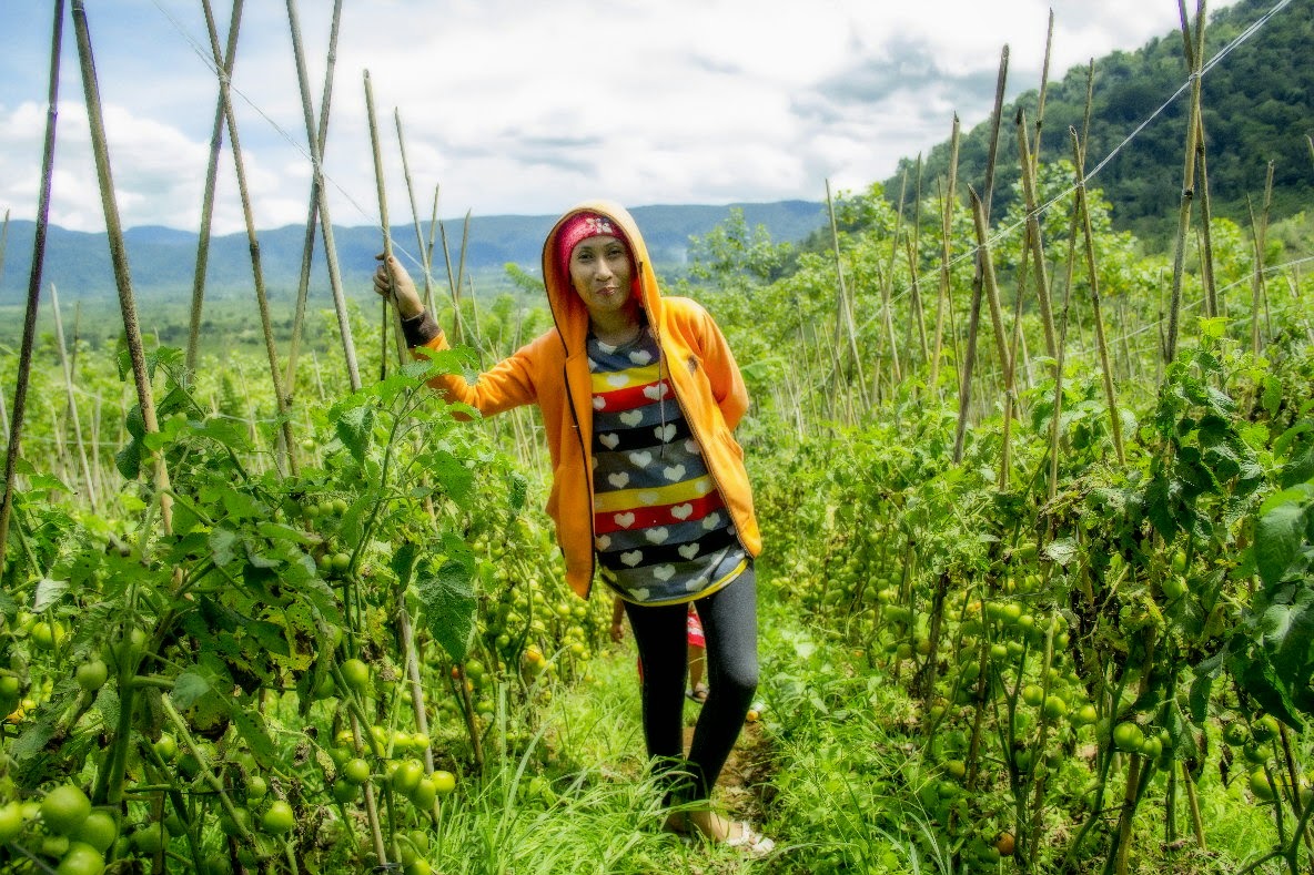 Lembah Napu: PETANI NAPU PENGHASIL KOMUDITI SAYUR MAYUR TERBESAR