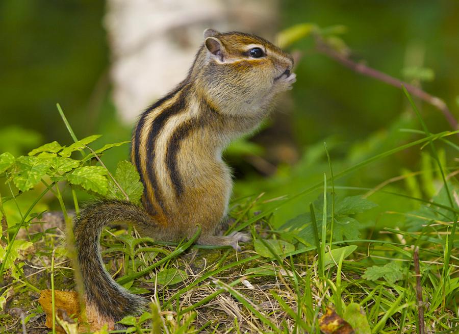 "Make your right connection today.......": Beautyful Animal Birds ...