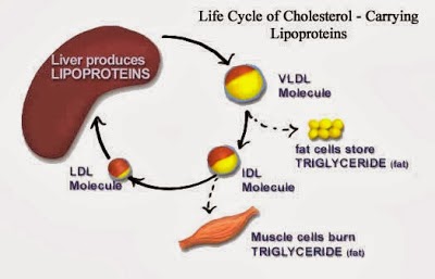 TRIGLISEROL (TRIGLISERIDA) | BiologiReguler B