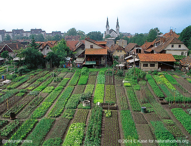 vivasaayam: Square Foot farms