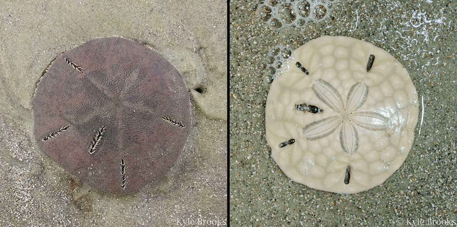 On the Subject of Nature: Exploring Low Tide