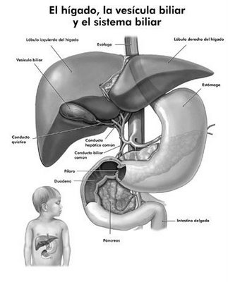 FISIOLOGIA HUMANA: HIGADO Y SISTEMA BILIAR-ANATOMIA FISIOLOGICA DEL HIGADO