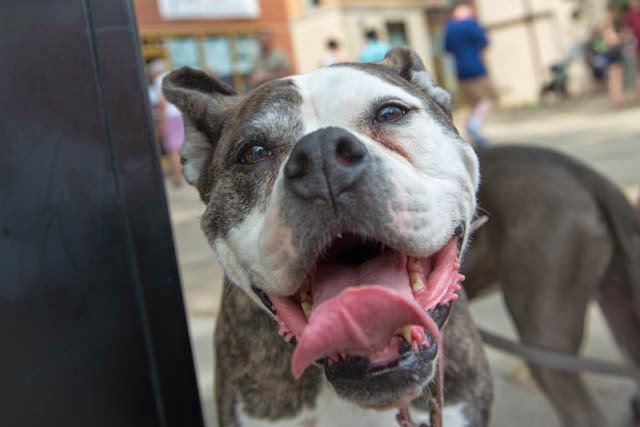 Two Pitties in the City: Things to Do in Chicago with Dogs: Chicago ...