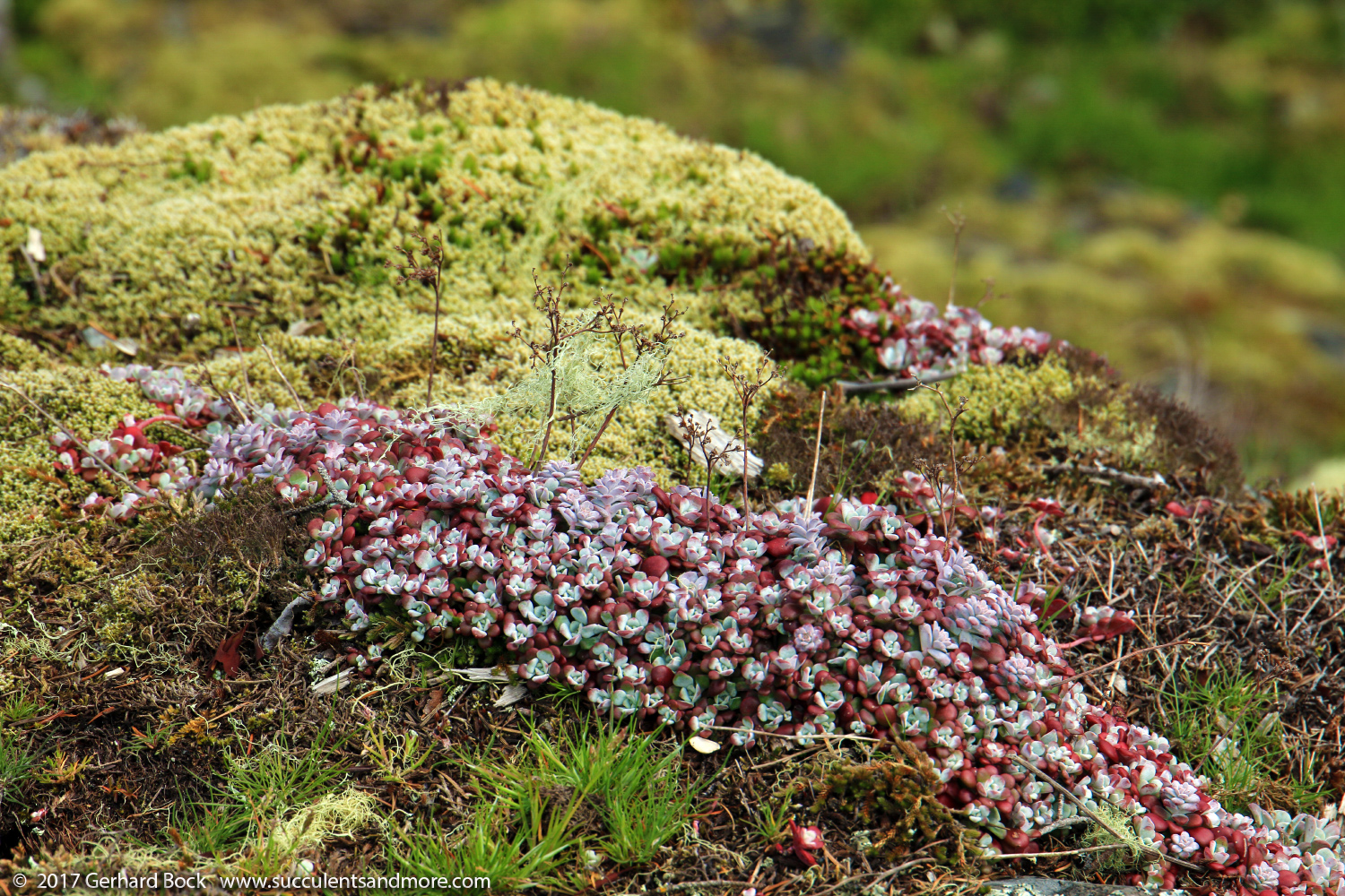 Cold-hardy sedums