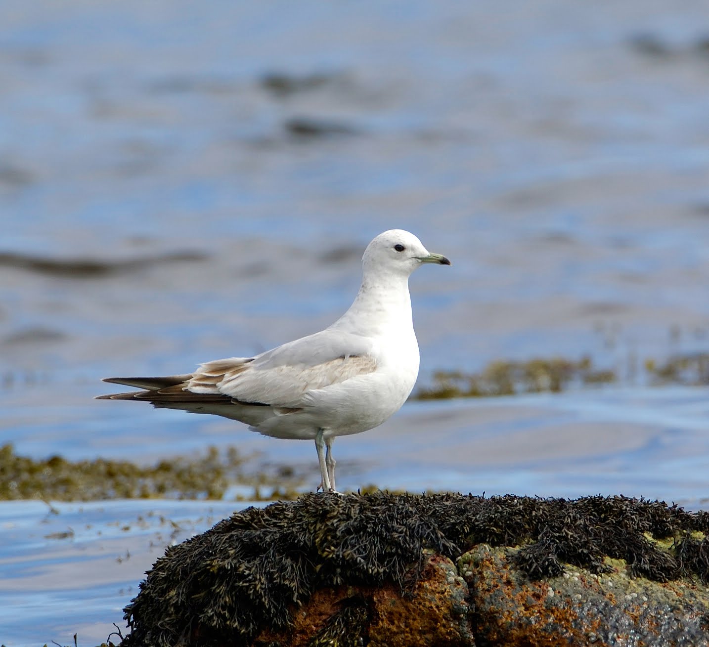 Scottish Wildlife Blog: Kildonan, Isle of Arran