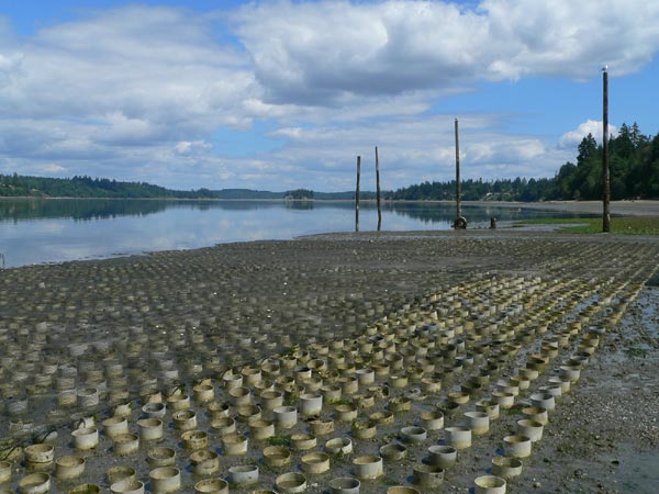 Protect Our Shoreline News: Taylor Shellfish/Seattle Shellfish/Carol ...