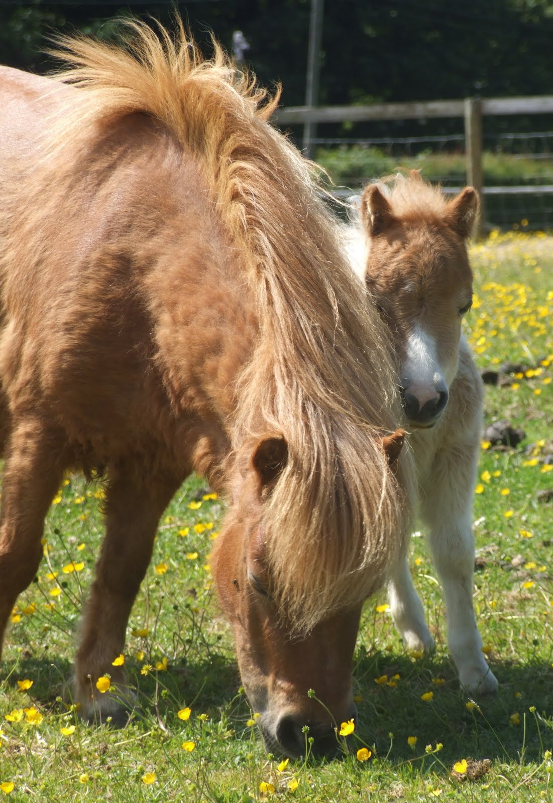 Hericus Miniature Shetland Pony Stud: Pony Pictures