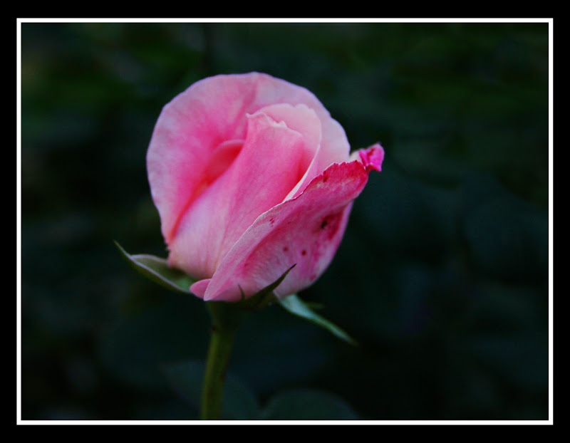 Eli Gesu Fotografia: Pimpollo de Rosa