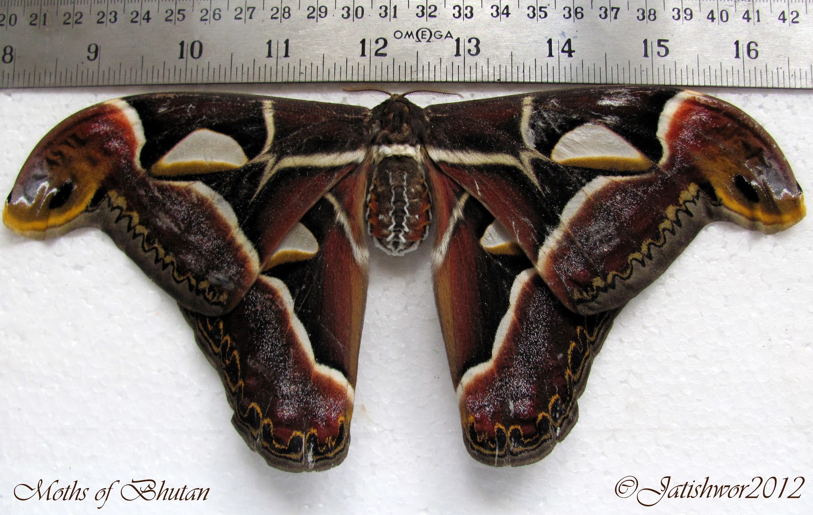 Moths of Bhutan: A preliminary checklist of Saturniidae (Wild Silk ...