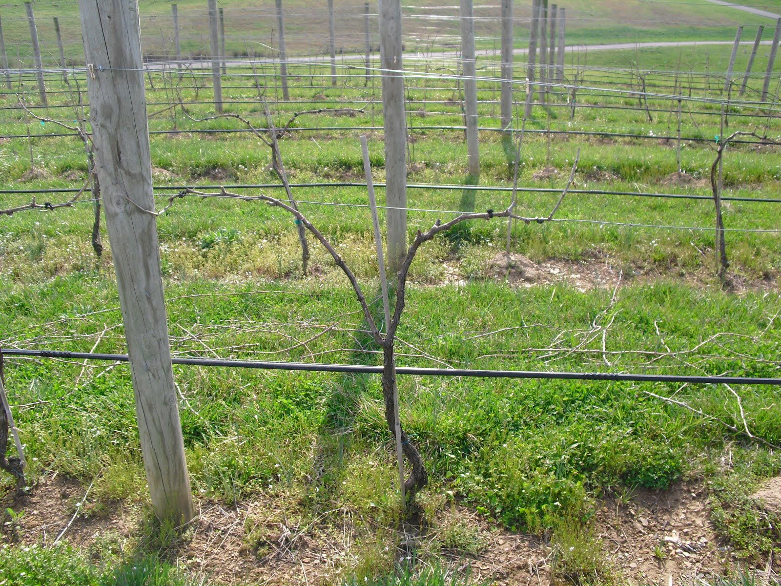 Kyla's Wine Blog: Winery Visit - Cross Keys Vineyard