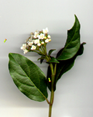 parquealamillo-encinarosa: Durillo / Vivurnum Timus L - Caprifoliácea