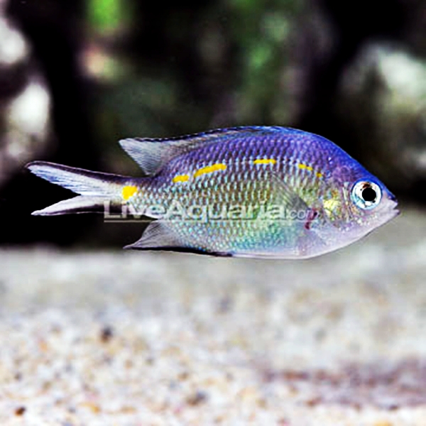 Ο κόσμος του ενυδρείου: Orange Line Chromis