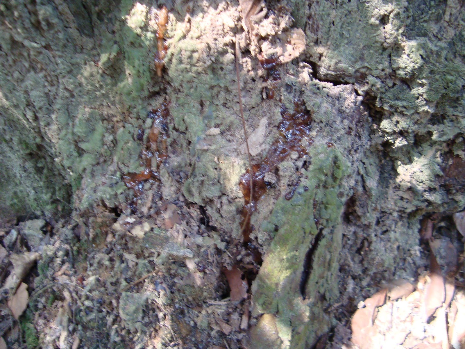 Ide Istimewa Pokok Keruing